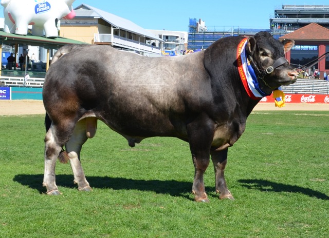 Bazadais Blitz at EKKA 2012 | The Australian Bazadais Cattle Society