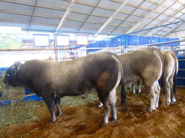 Cattle for Sale | The Australian Bazadais Cattle Society
