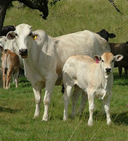 Northern Australia | The Australian Bazadais Cattle Society