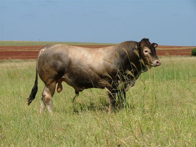 Bazadais Cattle | The Australian Bazadais Cattle Society