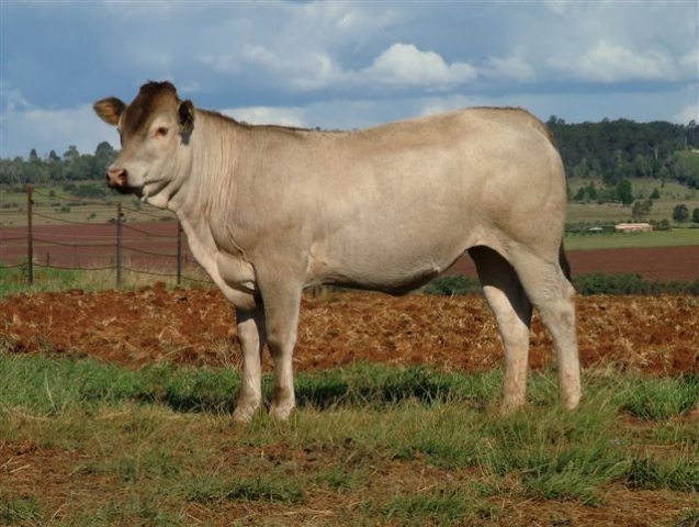 Bazadais Females | The Australian Bazadais Cattle Society