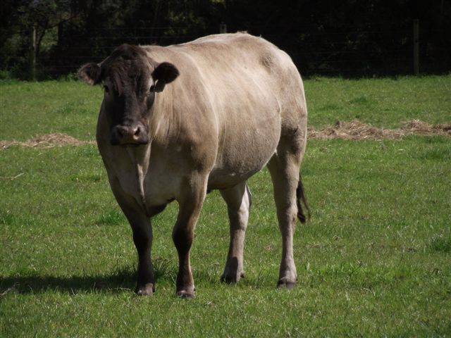Bazadais Females | The Australian Bazadais Cattle Society
