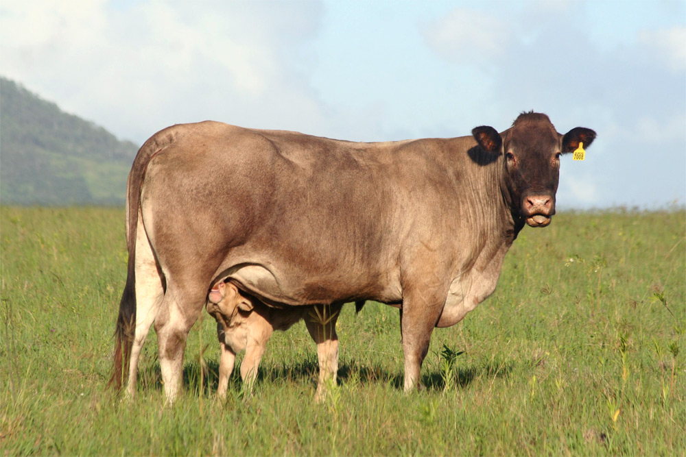 Bazadais Females | The Australian Bazadais Cattle Society