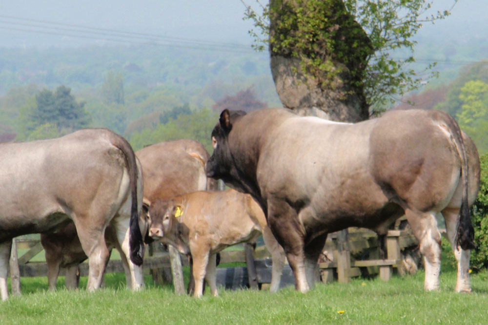 About Bazadais | The Australian Bazadais Cattle Society
