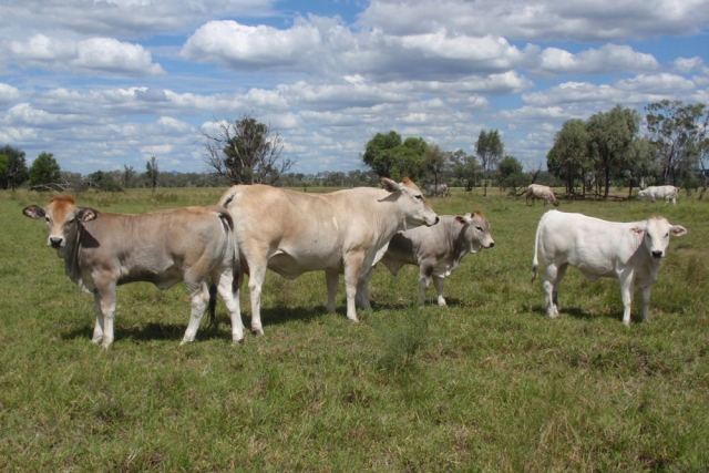 Crossbreeding | The Australian Bazadais Cattle Society