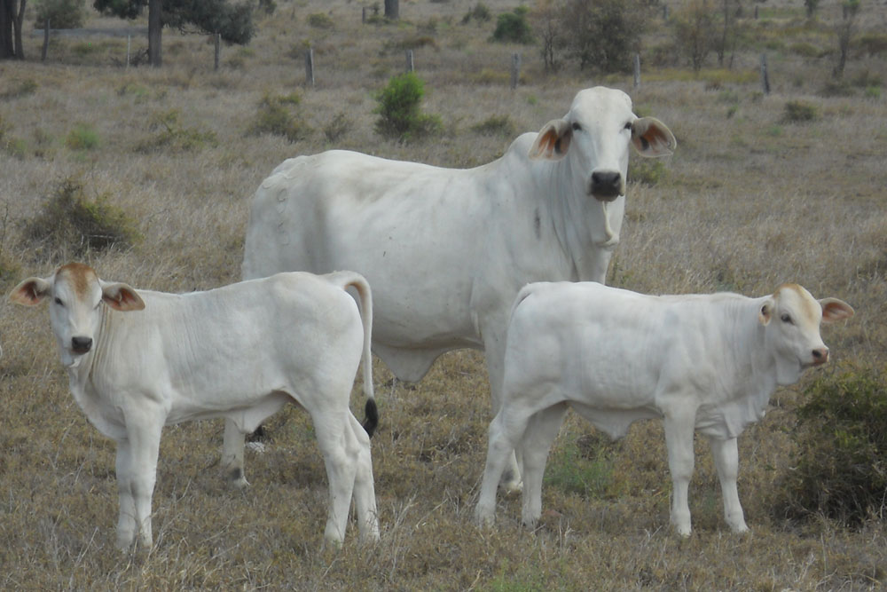 Crossbreeding | The Australian Bazadais Cattle Society