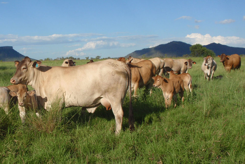 Crossbreeding | The Australian Bazadais Cattle Society