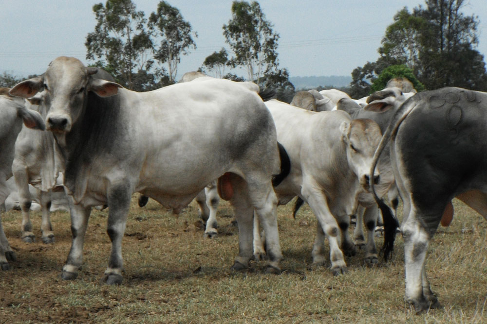 Crossbreeding | The Australian Bazadais Cattle Society