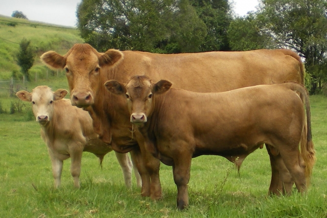 Crossbreeding | The Australian Bazadais Cattle Society