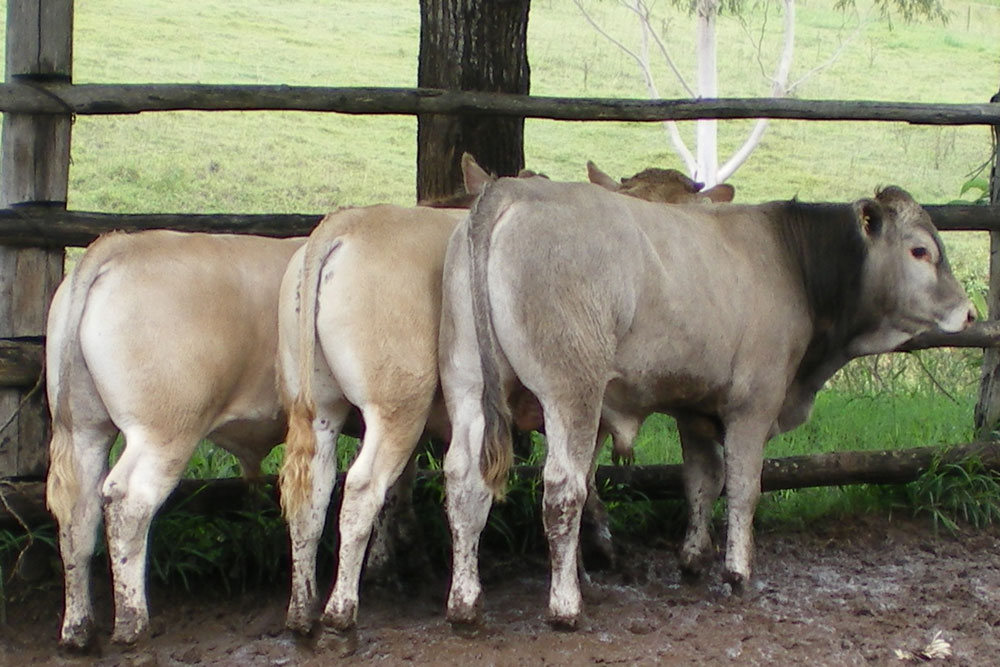 Crossbreeding | The Australian Bazadais Cattle Society