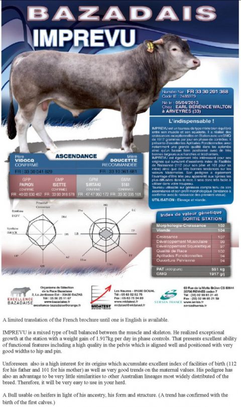 IMPREVU new semen bull with translation. | The Australian Bazadais ...