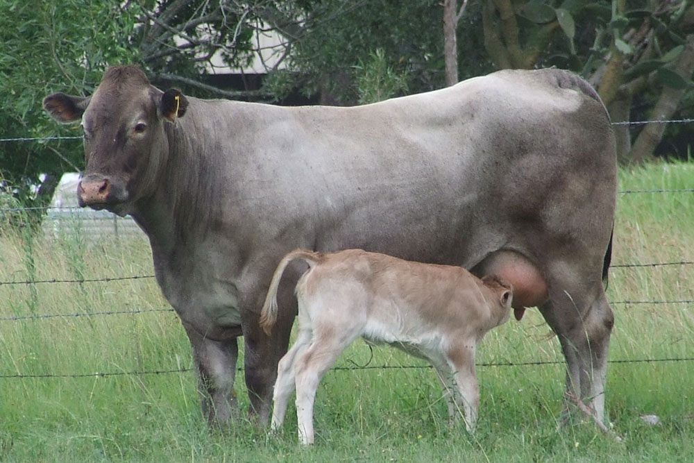 About Bazadais | The Australian Bazadais Cattle Society