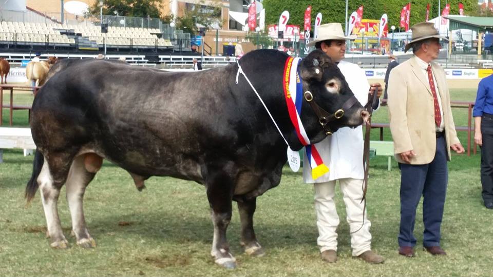 Membership | The Australian Bazadais Cattle Society