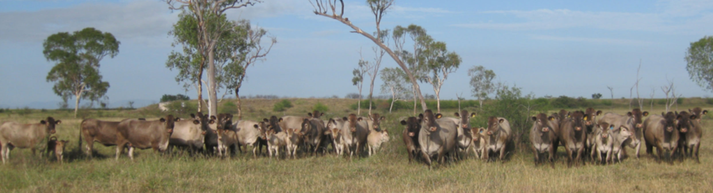 The Australian Bazadais Cattle Society | Bazadais means business