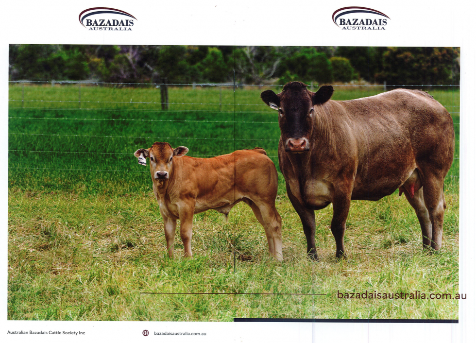 Bazadais Magazines | The Australian Bazadais Cattle Society