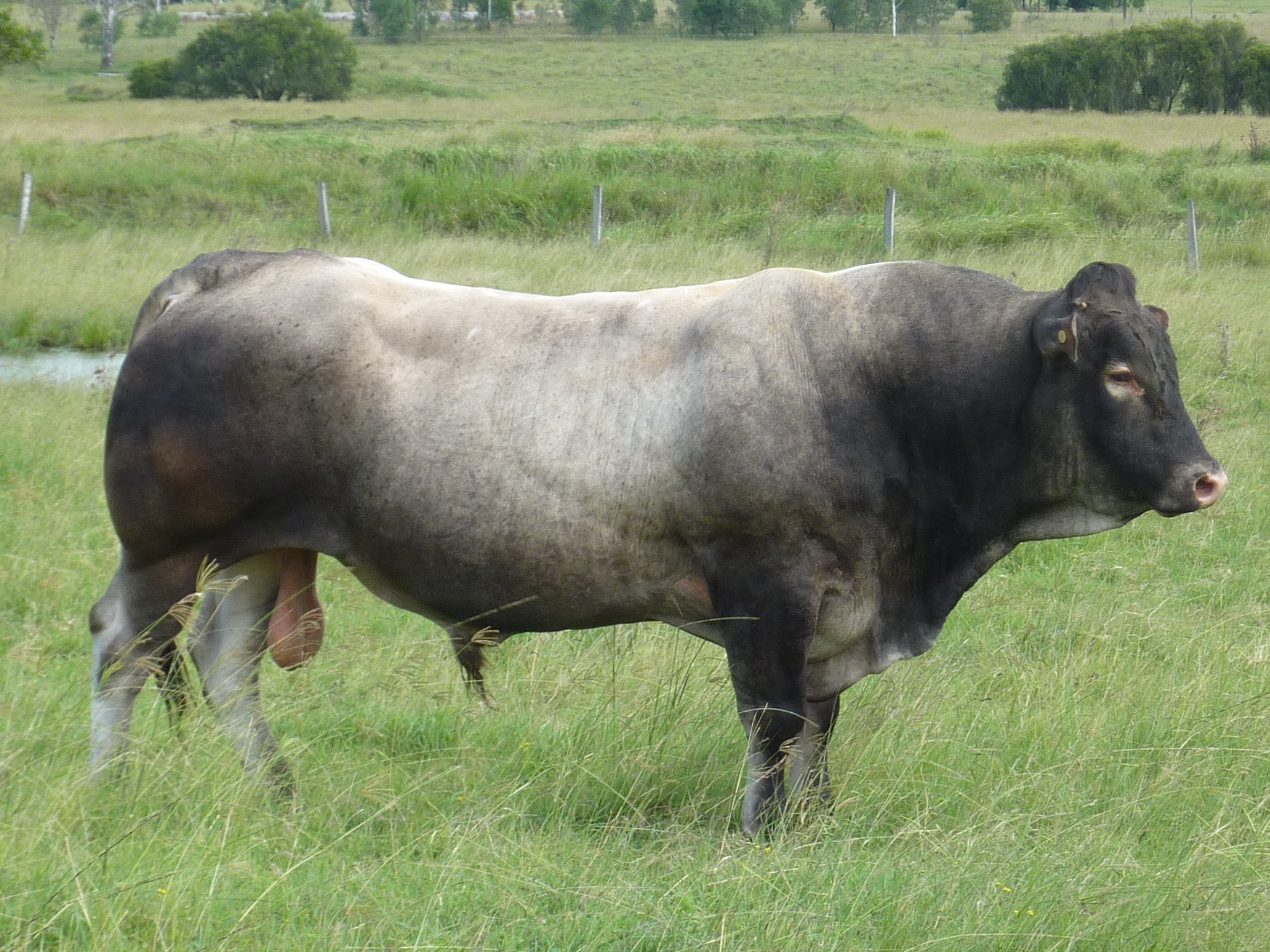 Garbrook Embryos for Sale | The Australian Bazadais Cattle Society