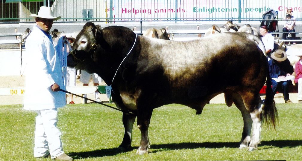 Garbrook Embryos for Sale | The Australian Bazadais Cattle Society