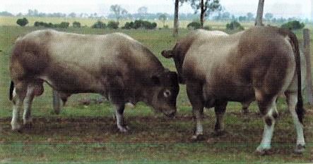 Garbrook Embryos for Sale | The Australian Bazadais Cattle Society