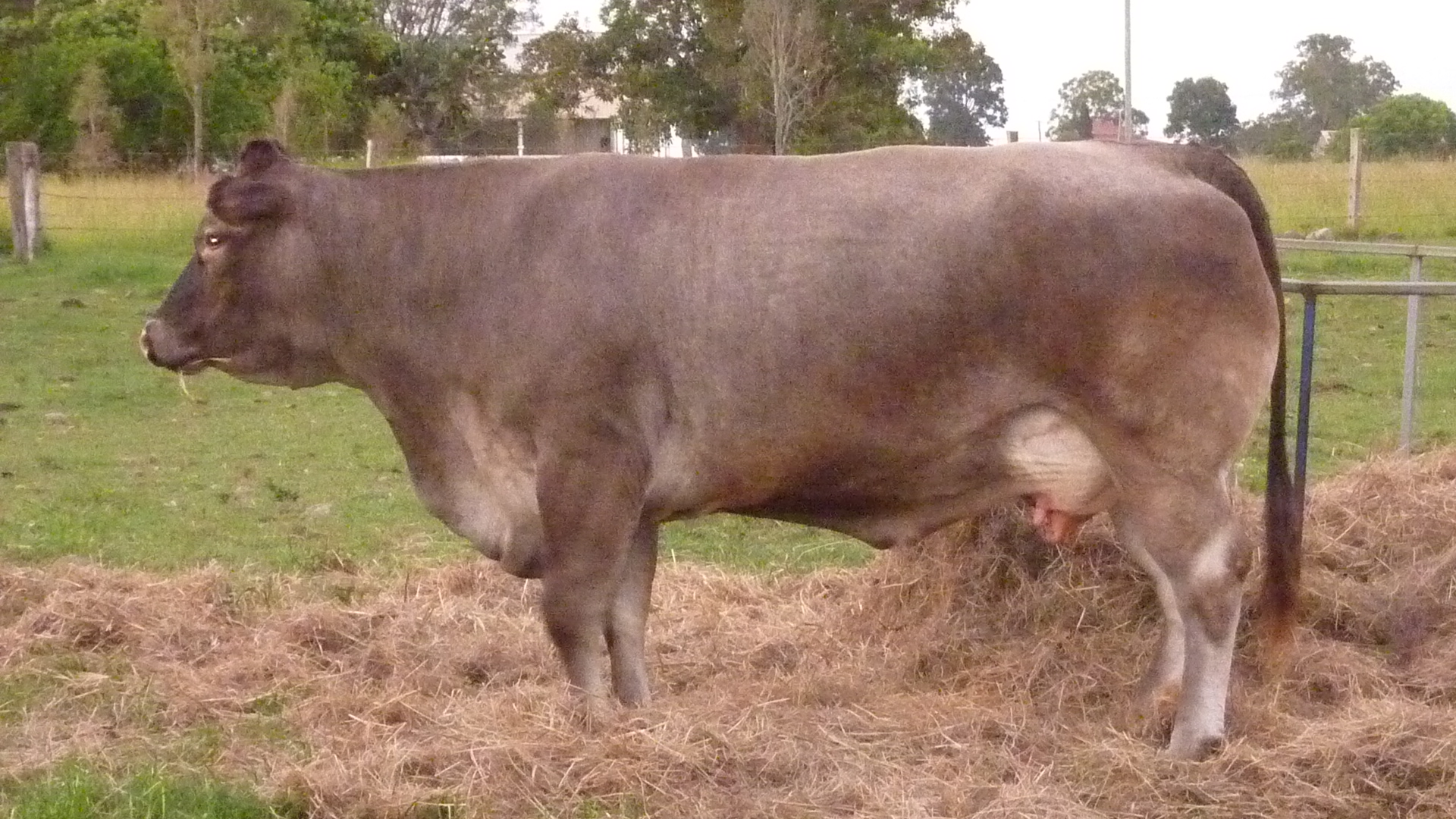 Garbrook Embryos for Sale | The Australian Bazadais Cattle Society