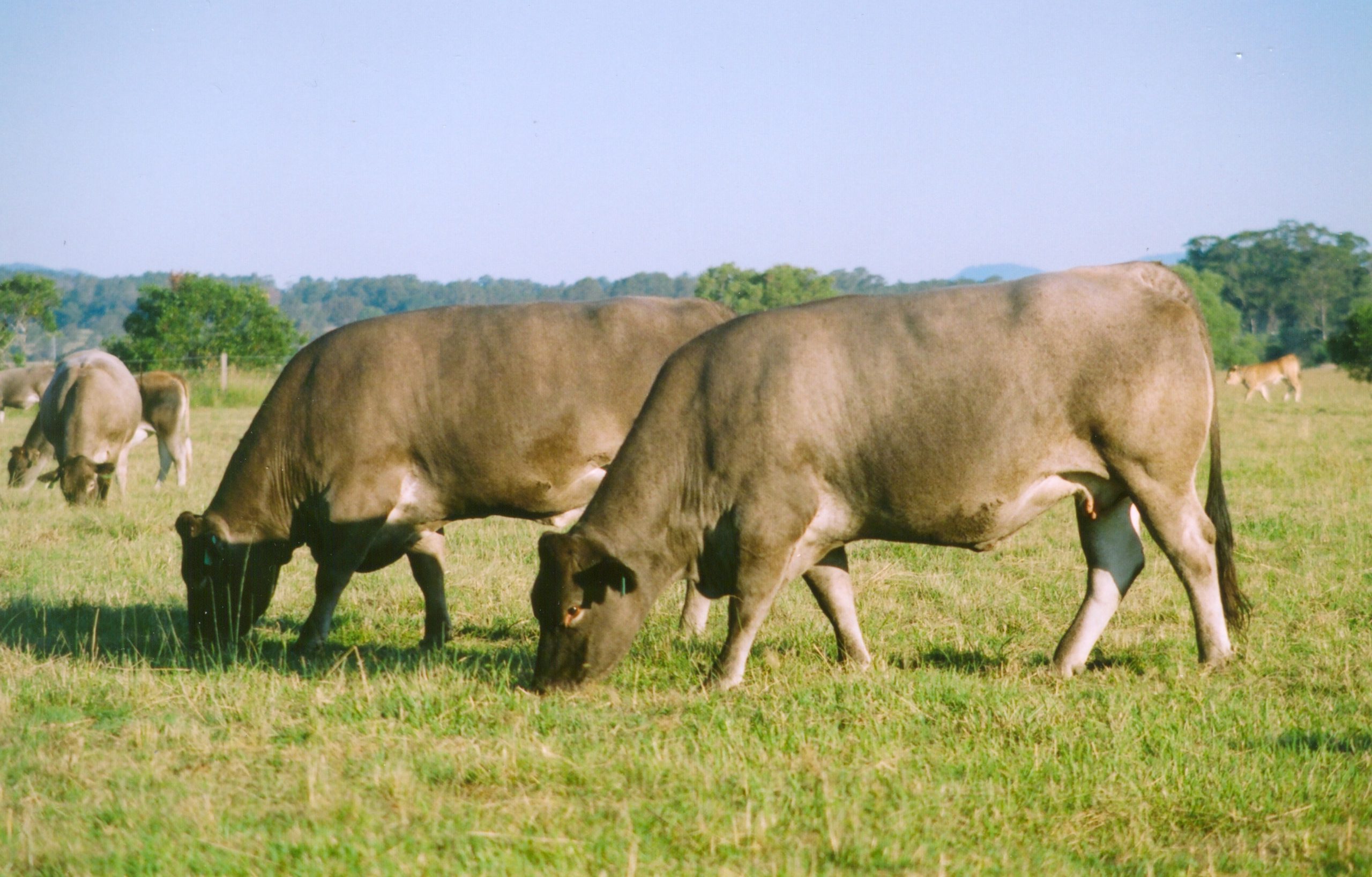 Garbrook Embryos for Sale | The Australian Bazadais Cattle Society